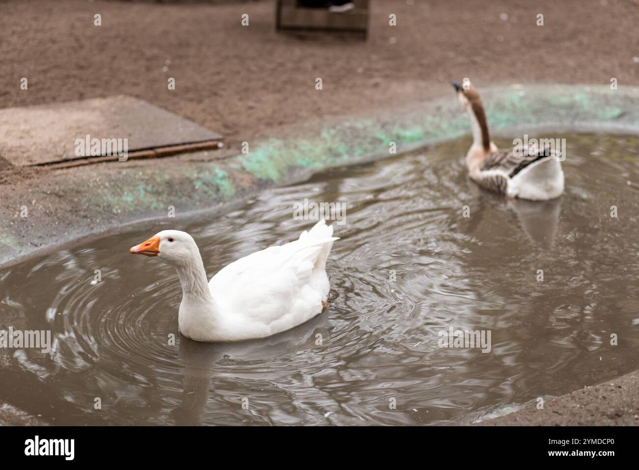 Geese swim in a small pond. Growing geese Stock Photo - Alamy