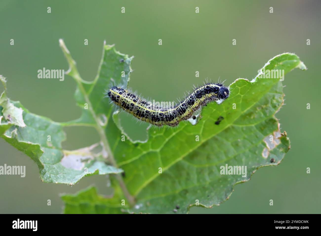 Pieris brassicae caterpillar hi-res stock photography and images - Alamy