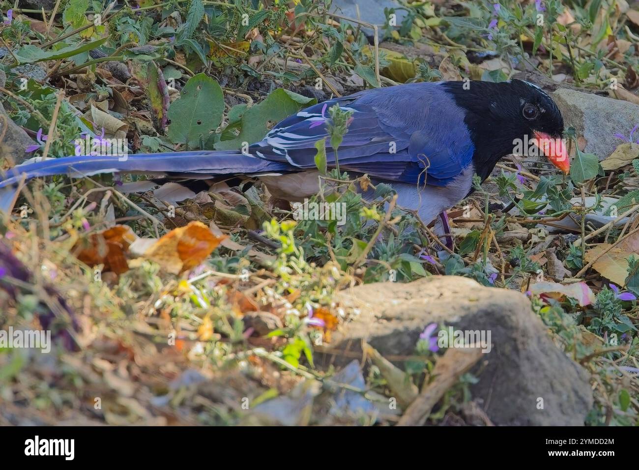 Red-billed Blue Magpie (Urocissa erythroryncha), foraging on the ground ...