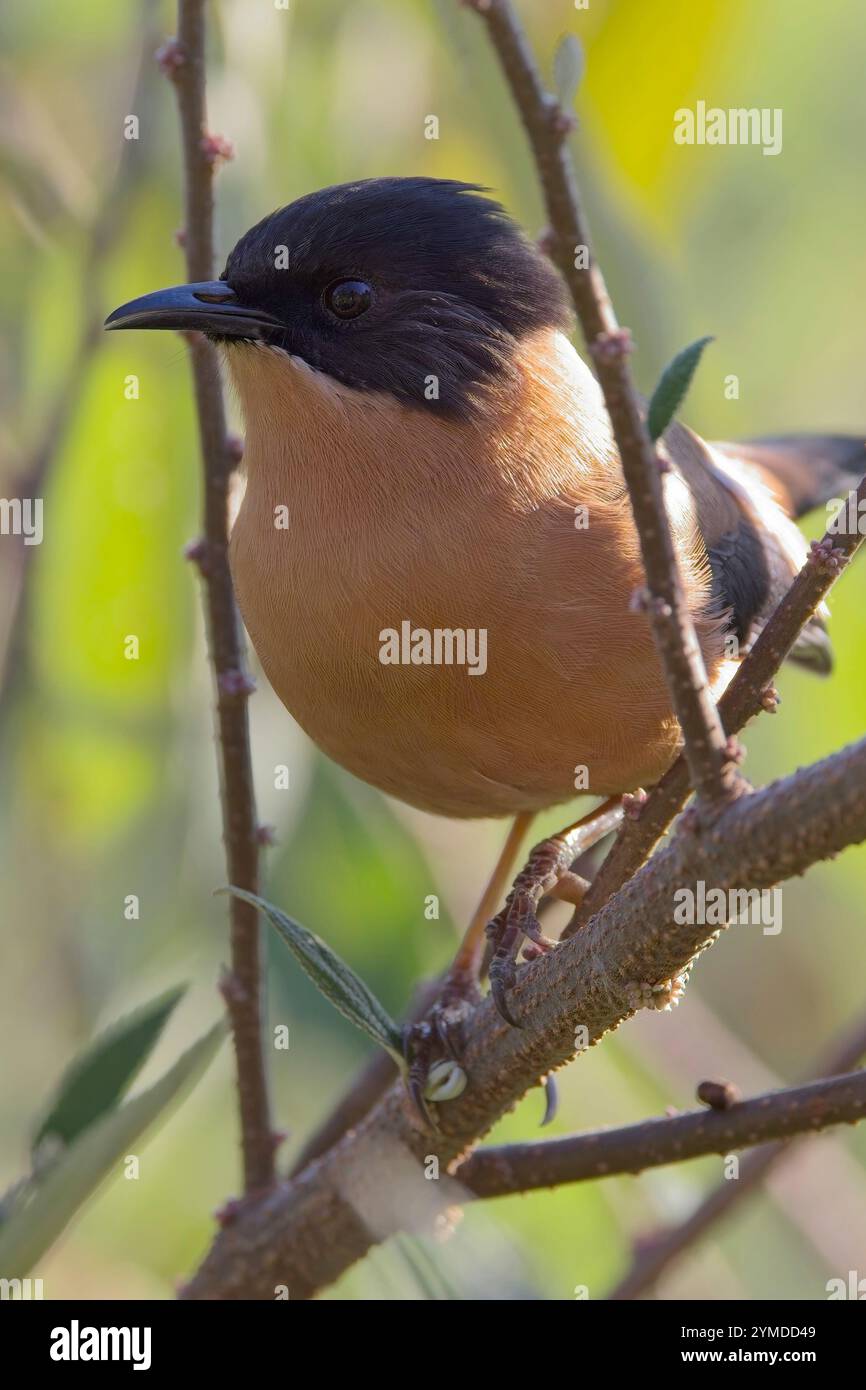 Rufous Sibia, (Heterophasia capistrata), perched close on a branch ...