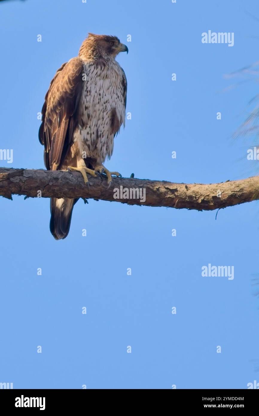 Tawny Eagle (Aquila rapax) perched in a tree, Nainital area ...