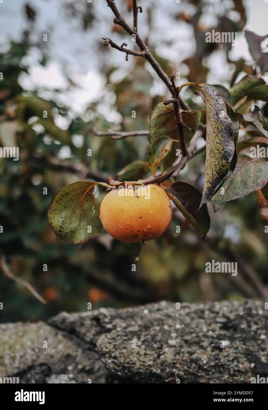 Gardener fruit production hi-res stock photography and images - Alamy