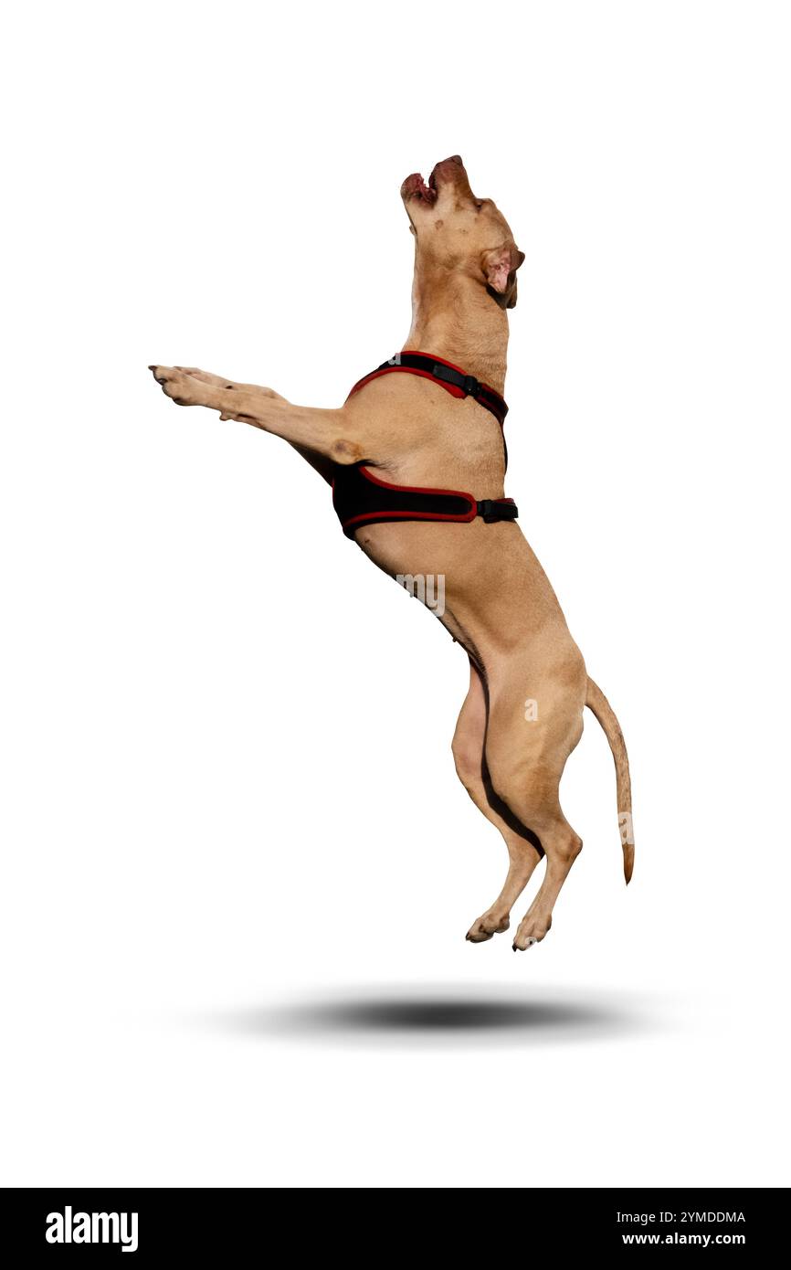 A playful pitbull captured mid-air, showcasing its agility, energy, and ...