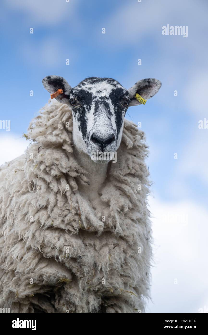 Crossbred sheep up on moorland pastures. Cumbria, UK Stock Photo - Alamy