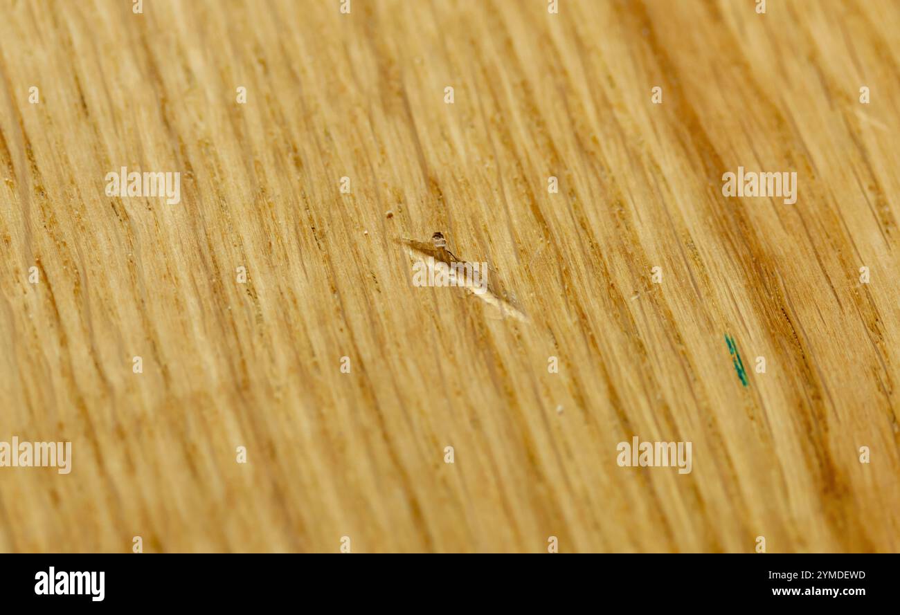 Detailed view of damaged oak wood grain highlighting a crack and a ...