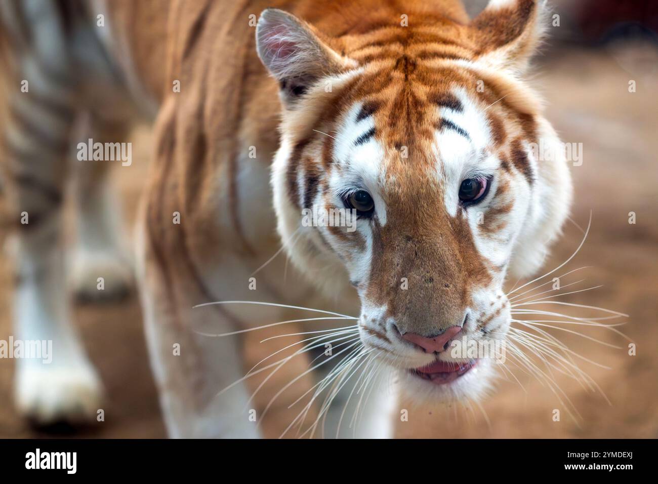 Eva a 3-years-old female golden tiger, seen walking at Chiang Mai Night ...