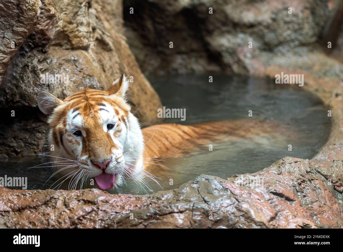 Eva a 3-years-old female golden tiger, seen lying in the water at ...