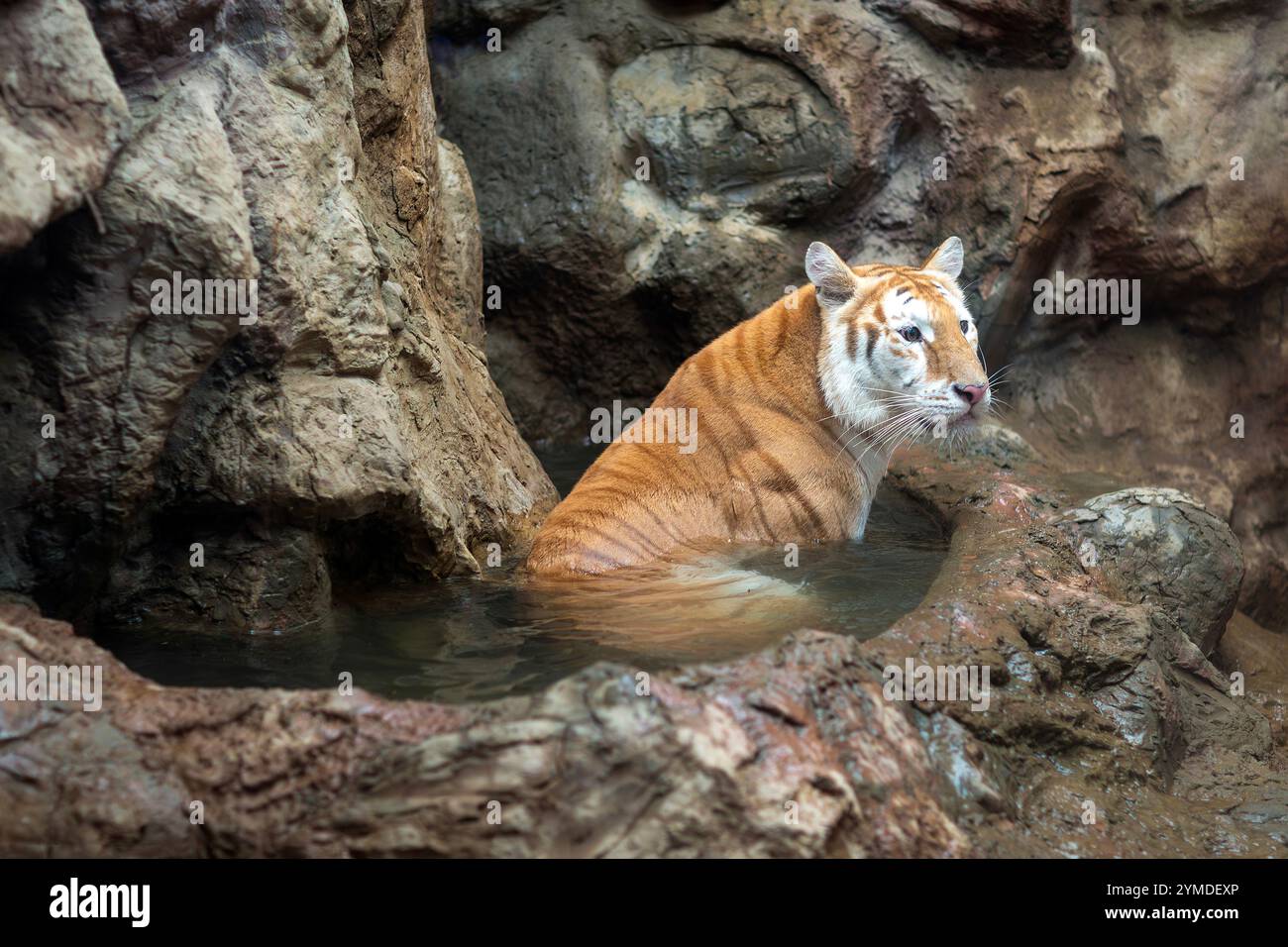 Eva, a 3-years-old female golden tiger, seen sitting in the water at ...