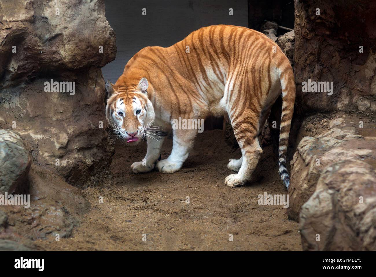 Eva a 3-years-old female golden tiger, seen standing at Chiang Mai ...