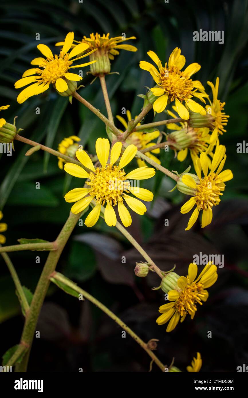 Beautiful but potentially dangerous Senecio Madagascariensis ...