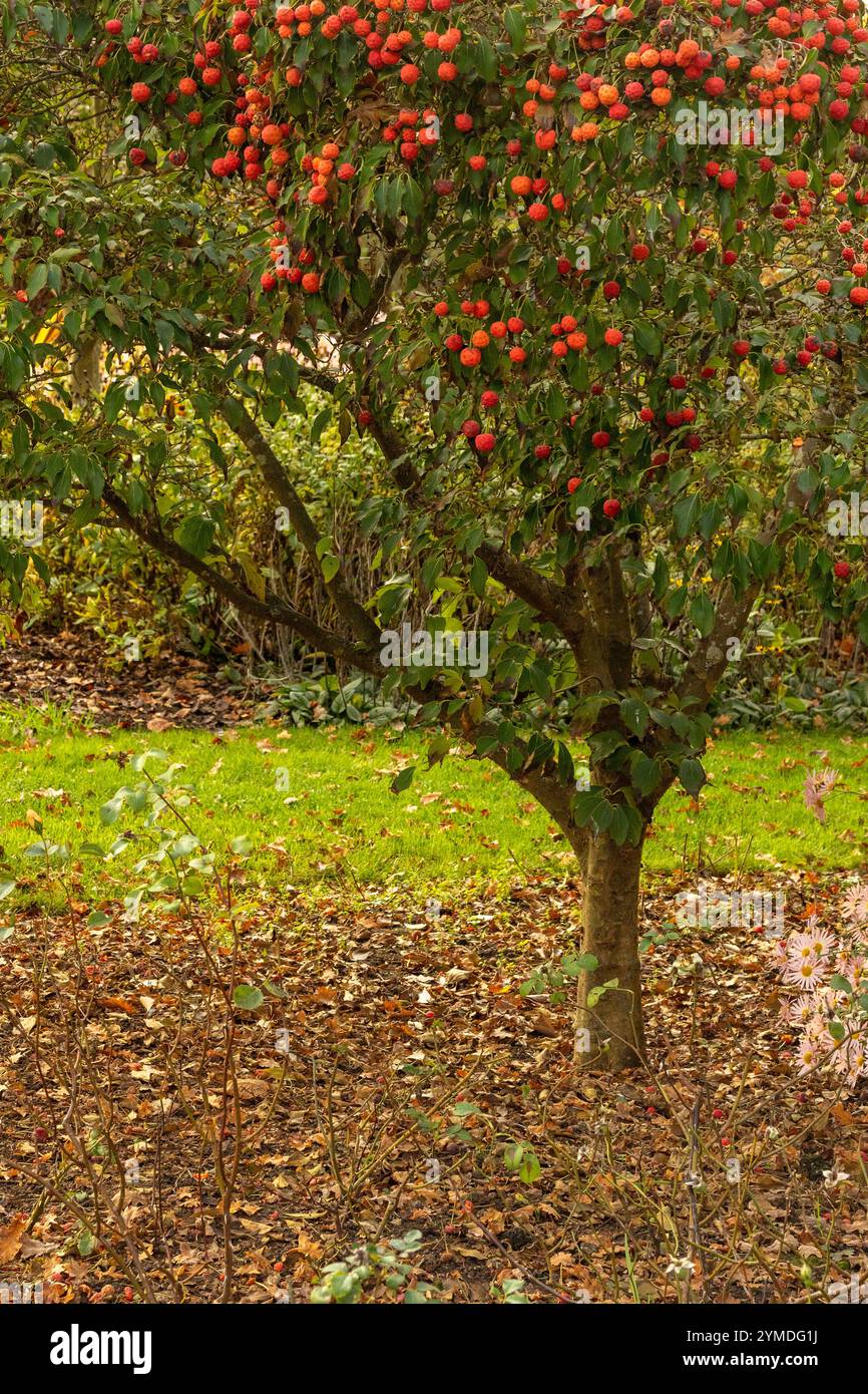 Brilliant Cornus Kousa 'John Slocock’ in its autumn colours with 'fruit ...
