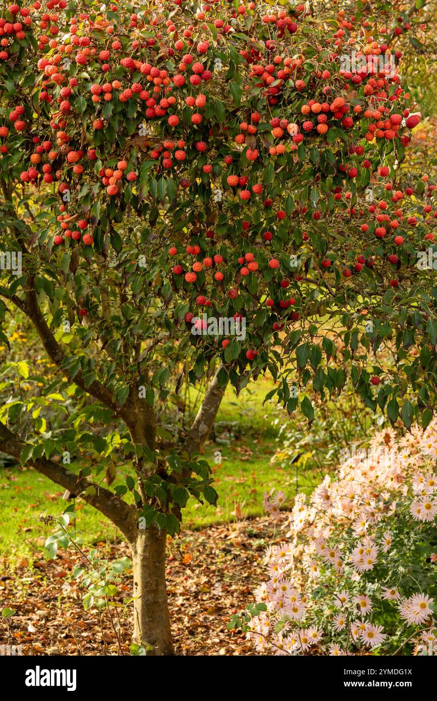 Susceptible to horse chestnut scale hi-res stock photography and images ...