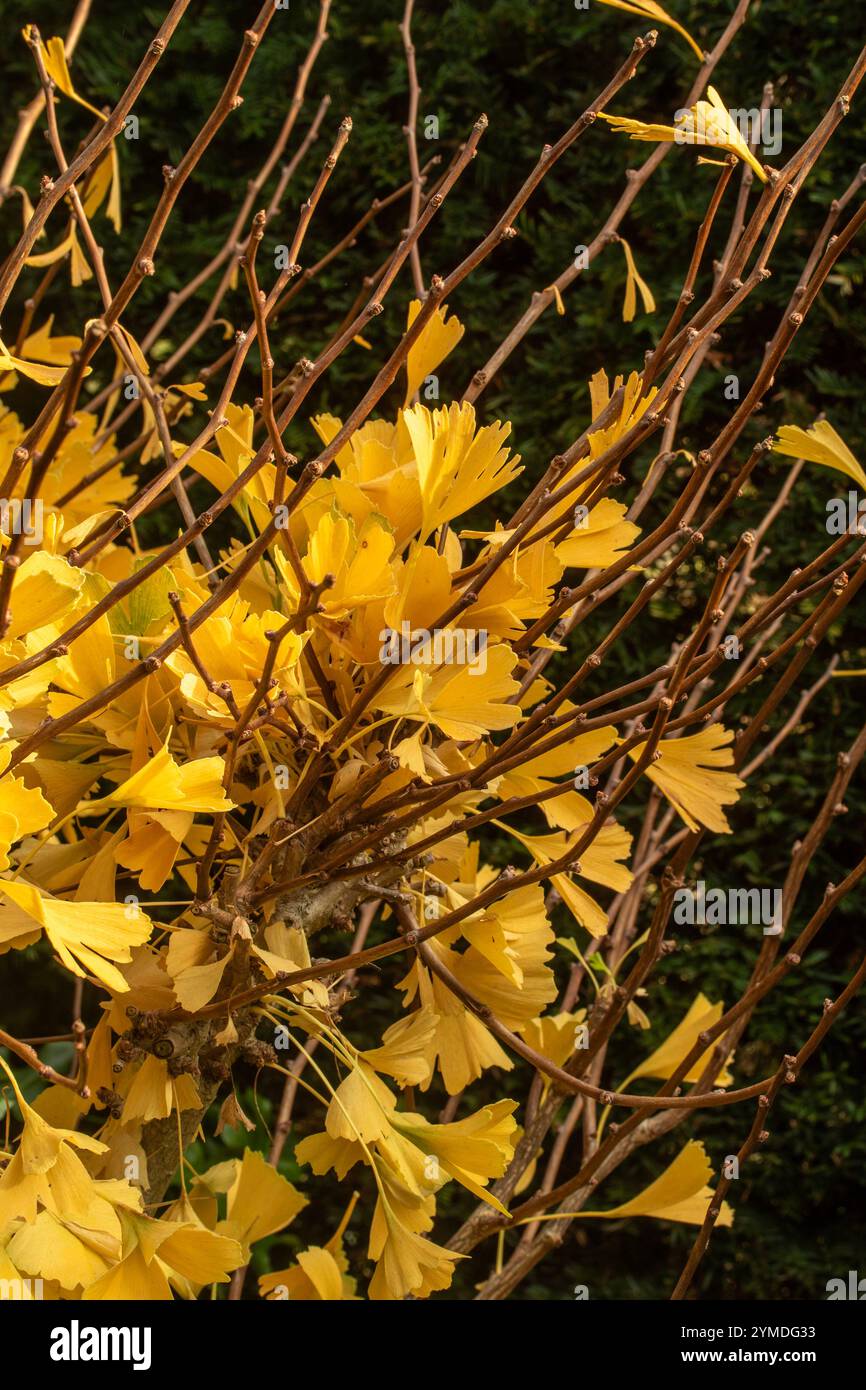Delightful Ginkgo biloba ‘Tubifolia’, maidenhair tree ‘Tubifolia ...