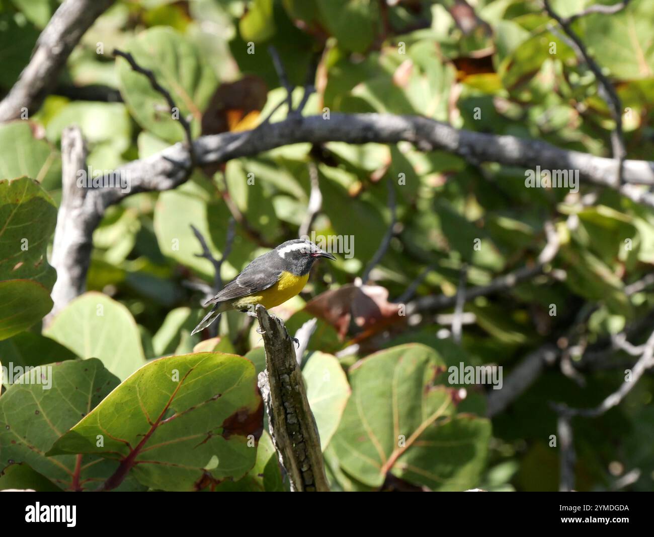 Certhia flaveola hi-res stock photography and images - Alamy