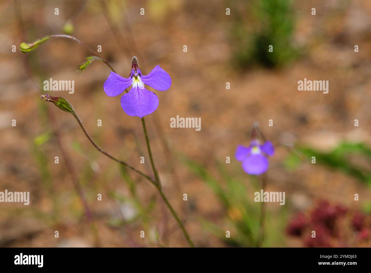 The purple flowers of Slender Lobelia, Lobelia tenuior, a slender ...
