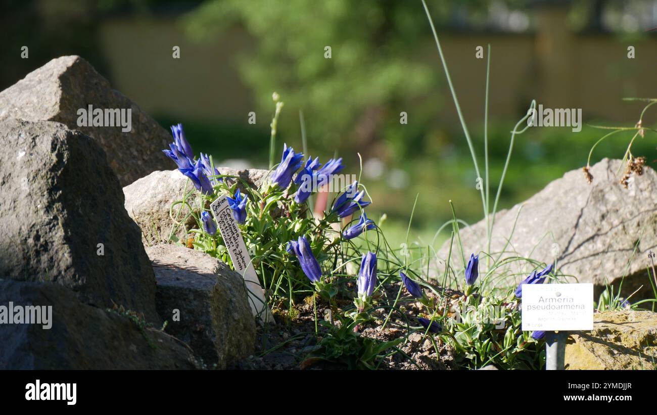 Gentiana occidentalis jakow hi-res stock photography and images - Alamy