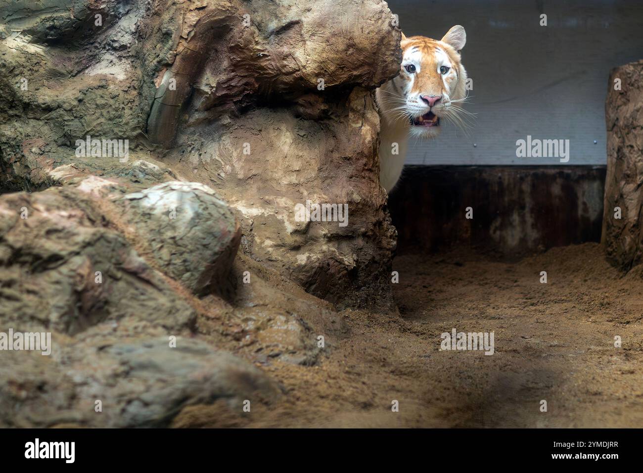 Chiang Mai, Thailand. 21st Nov, 2024. Eva a 3-years-old female golden ...