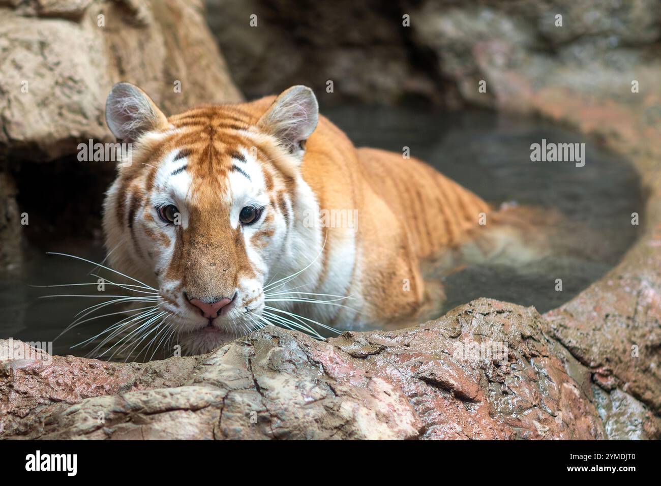 Chiang Mai, Thailand. 21st Nov, 2024. Eva a 3-year-old female golden ...