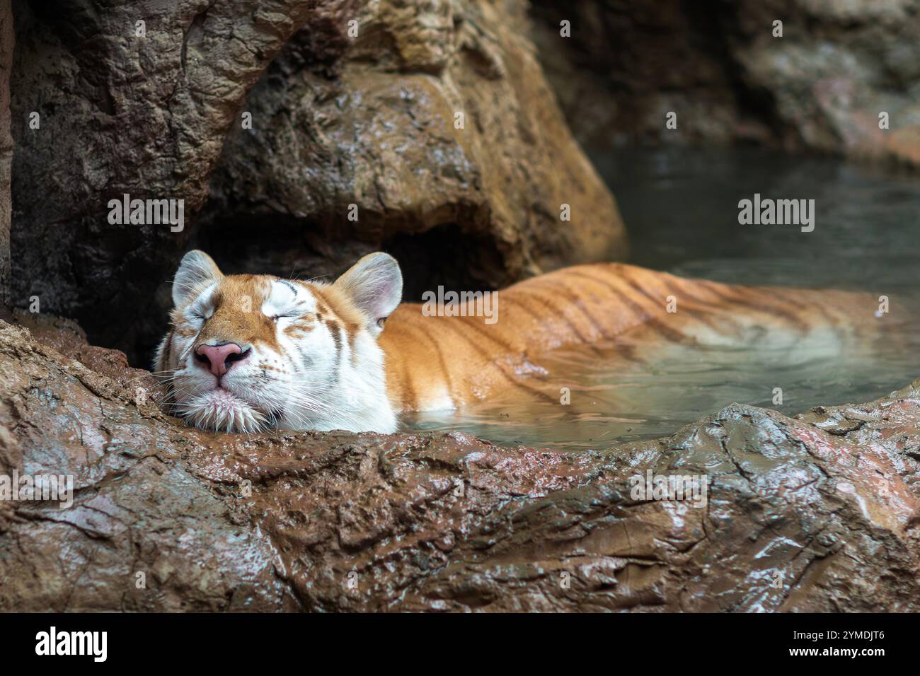 Chiang Mai, Thailand. 21st Nov, 2024. Eva a 3-years-old female golden ...