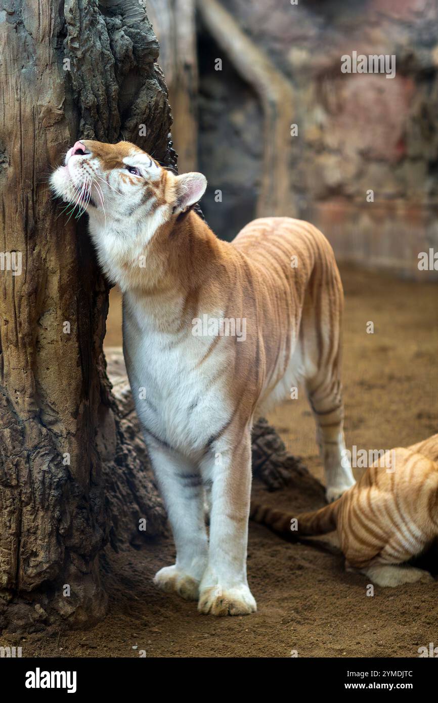 Chiang Mai, Thailand. 21st Nov, 2024. Eva, a 3-years-old female golden ...