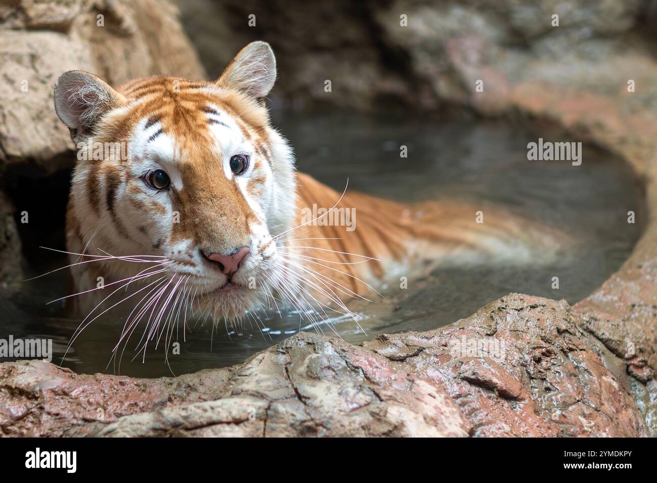 Chiang Mai, Thailand. 21st Nov, 2024. Eva a 3-year-old female golden ...