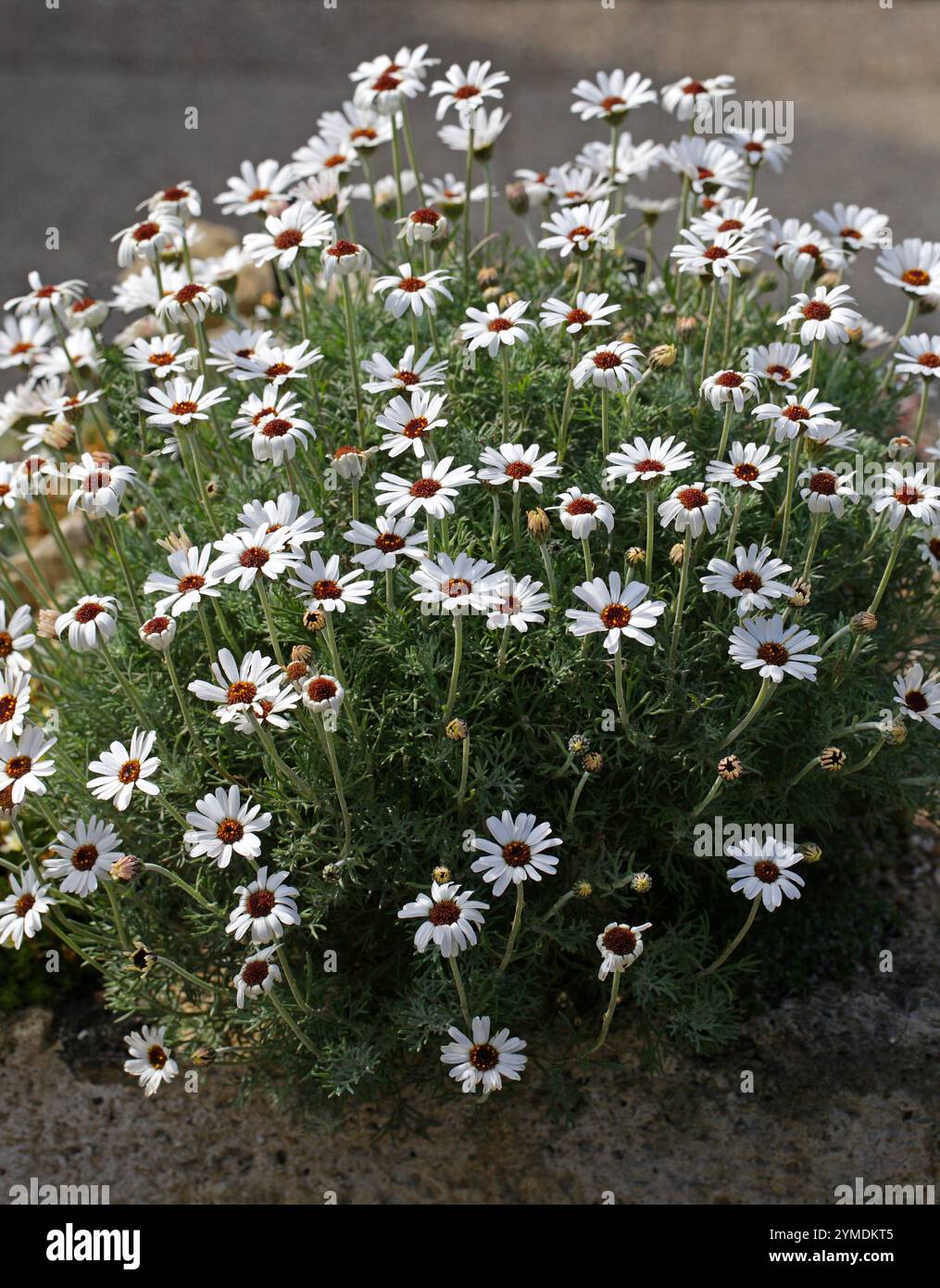 Leucanthemum african eyes hi-res stock photography and images - Alamy
