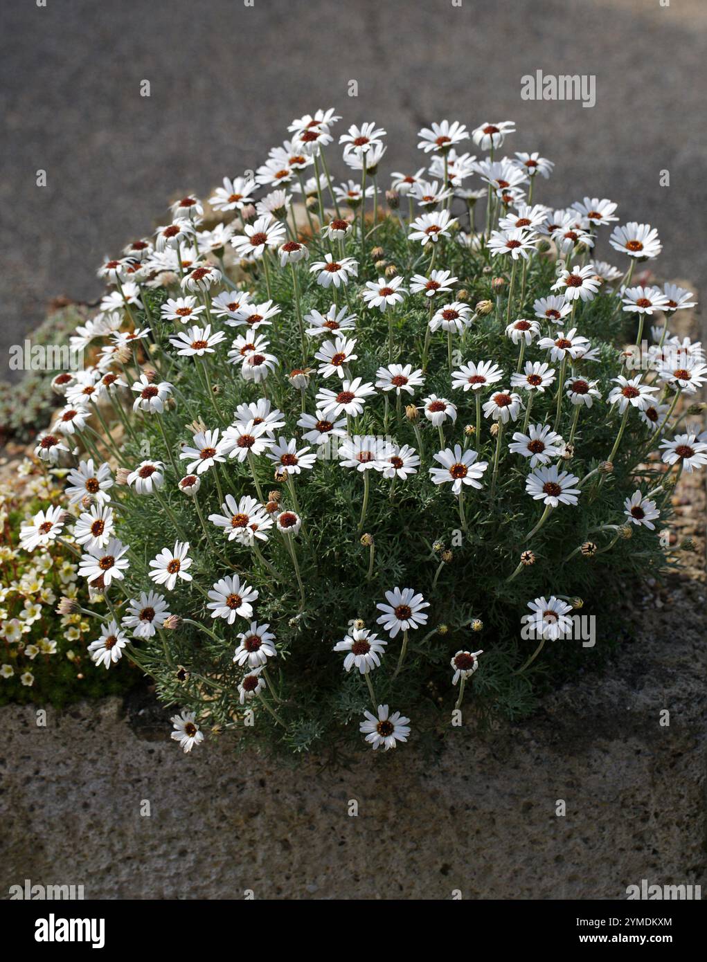 Leucanthemum african eyes hi-res stock photography and images - Alamy