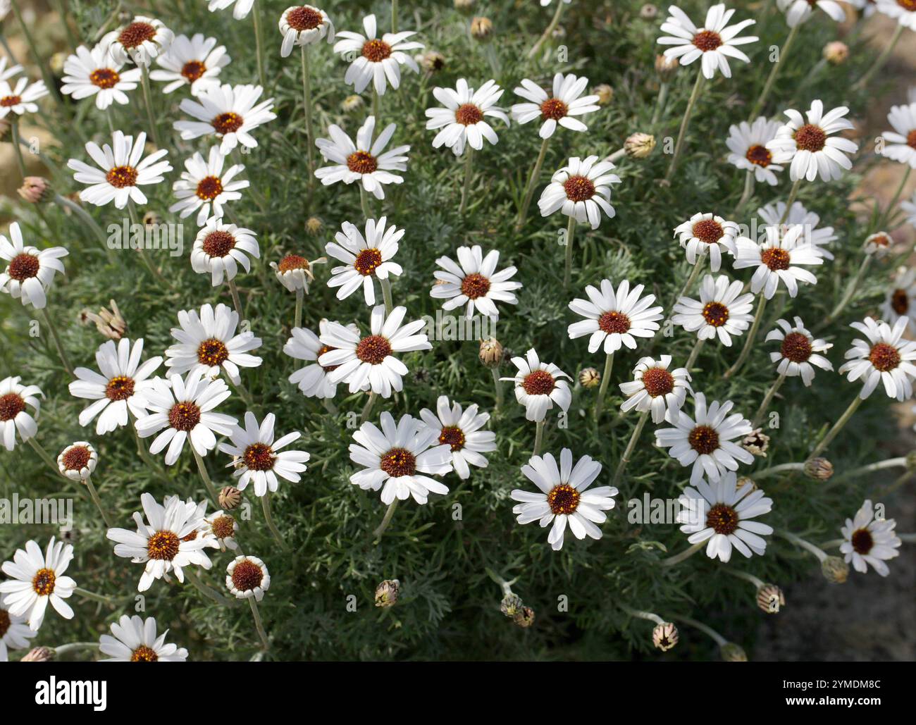 Leucanthemum african eyes hi-res stock photography and images - Alamy