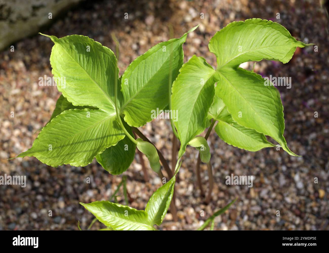 Green Dragon or Voodoo Lily, Pinellia tripartita, Araceae. Japan, Korea ...