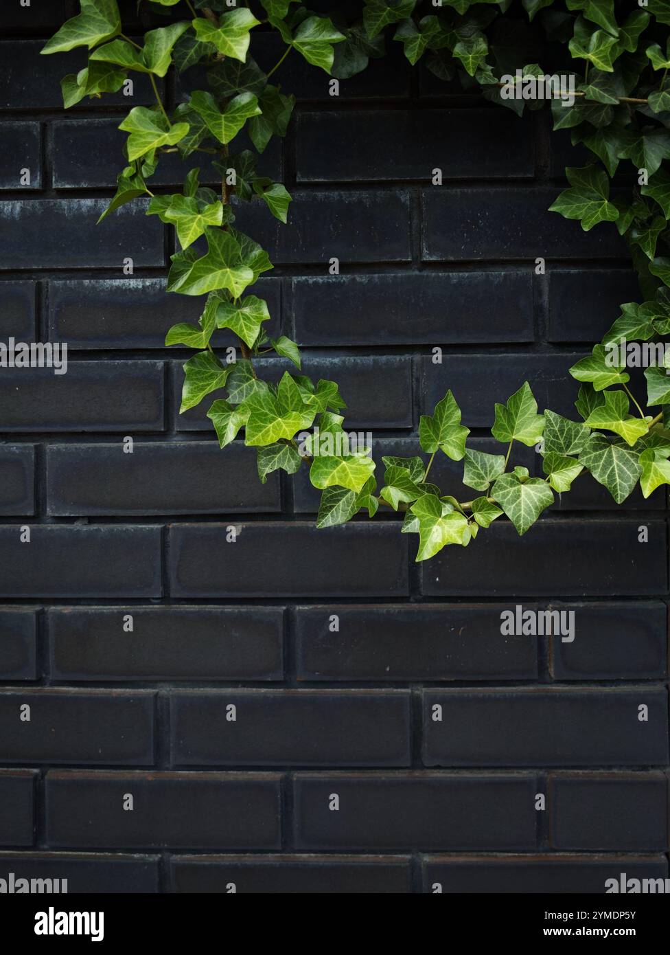Ivy brick wall texture background. . High quality photo Stock Photo - Alamy