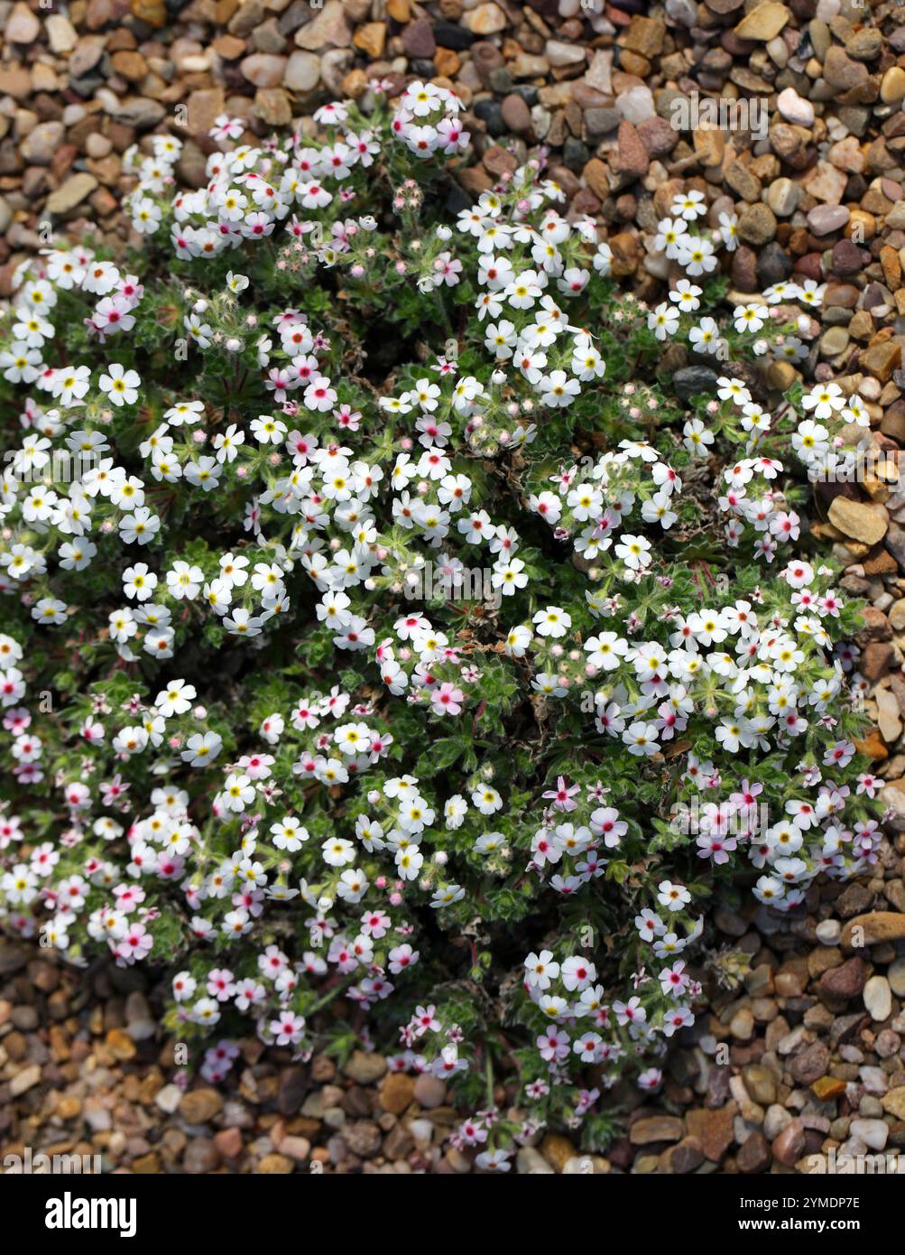 Rock Jasmine or Fairy Candelabra, Androsace villosa subsp. koso ...