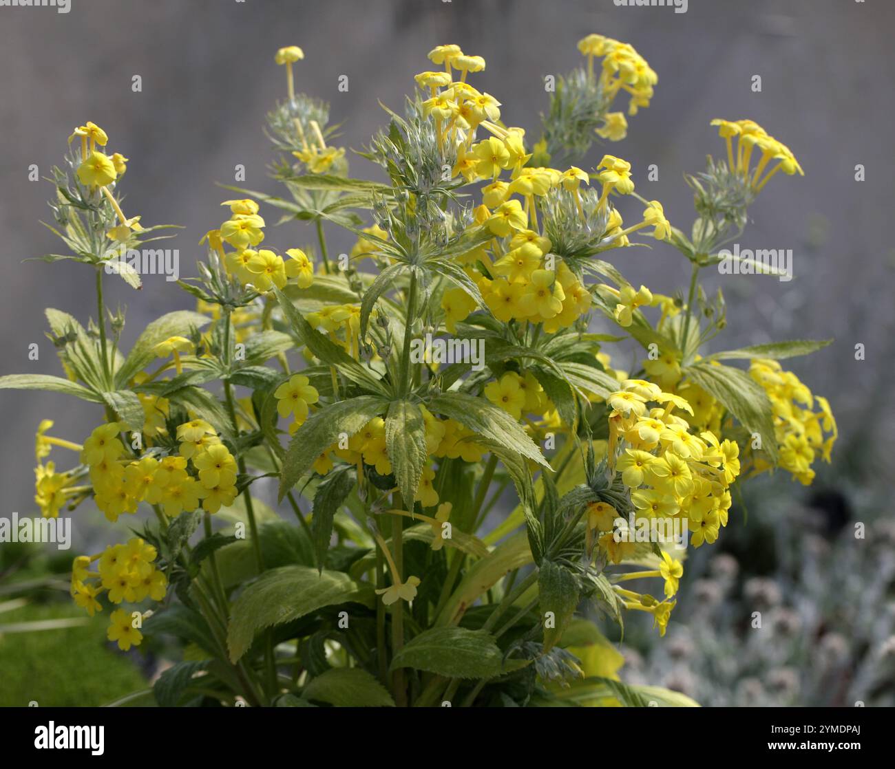 Primrose flowers uk hi-res stock photography and images - Alamy