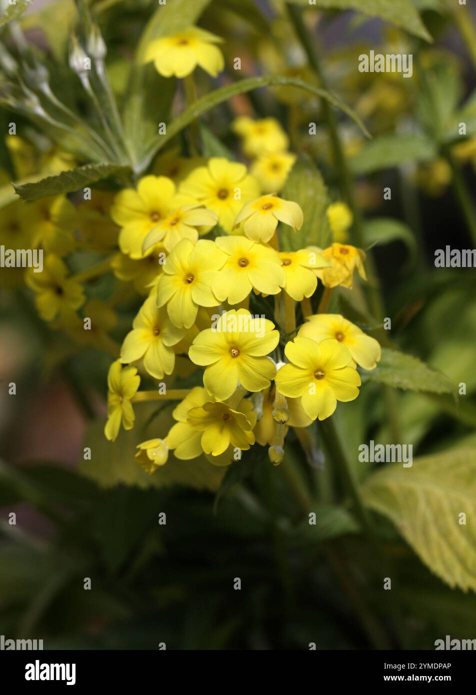 Abyssinian Primrose, Primula verticillata, Primulaceae. Saudi Arabia ...