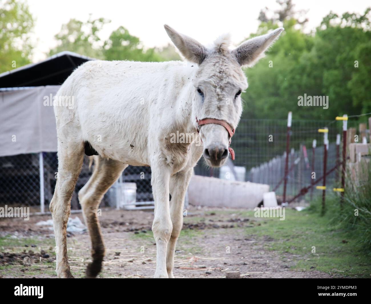 Braying donkey hi-res stock photography and images - Alamy