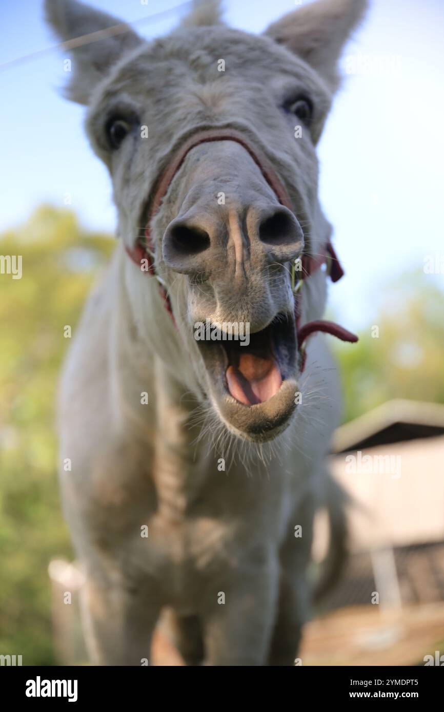 Donkey Braying Farm Livestock Agricultural Animal Stock Photo - Alamy