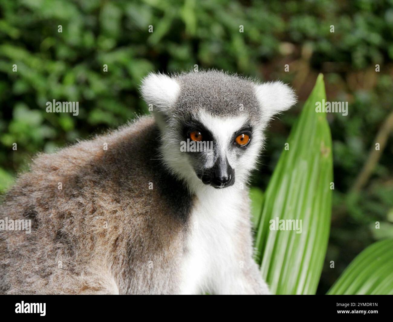 Portrait of ring tailed lemur or lemur catta, endangered species of ...