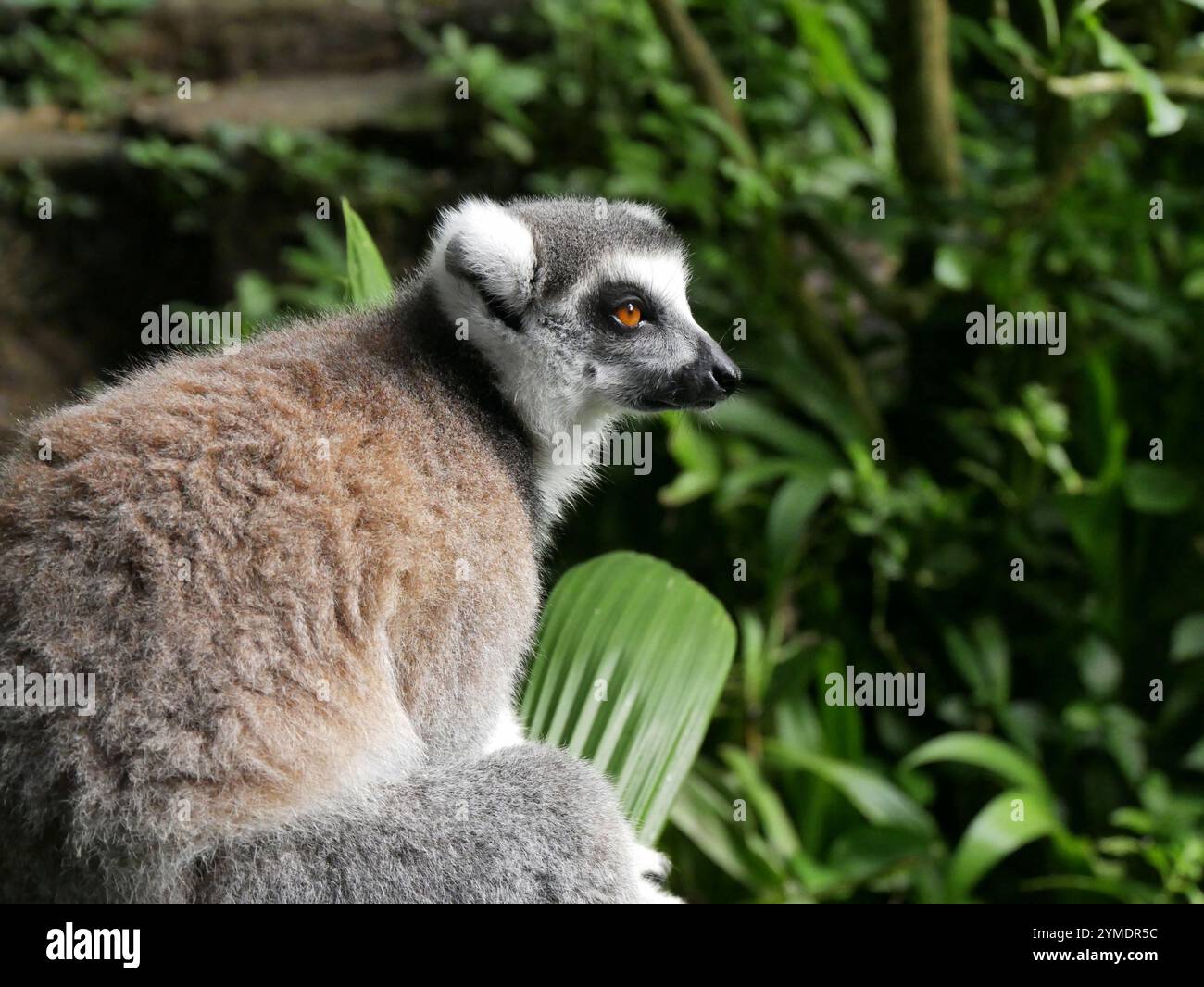 Portrait of ring tailed lemur or lemur catta, endangered species of ...