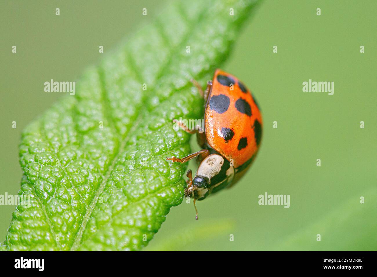 Ohio garden hi-res stock photography and images - Alamy