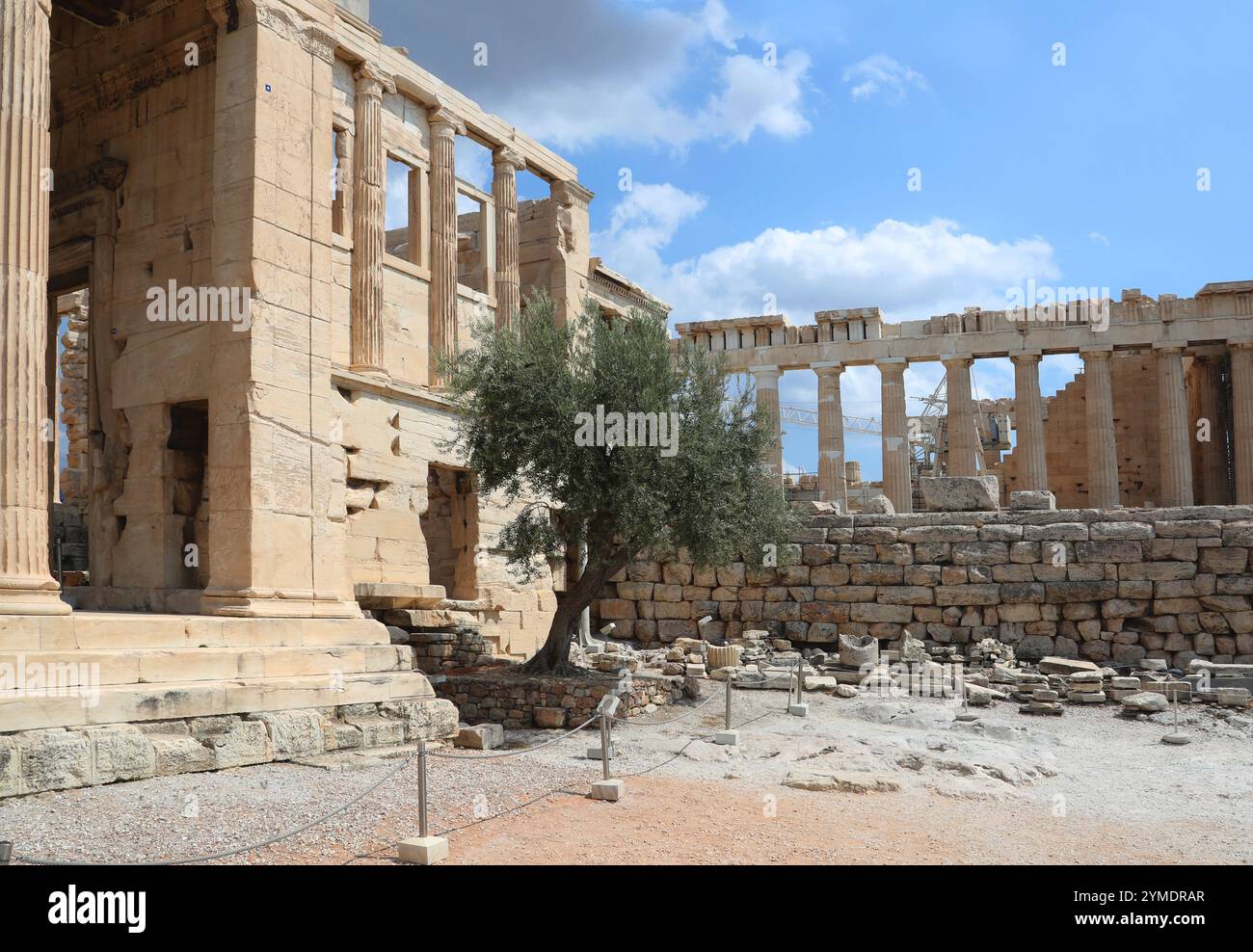 Sacred olive tree of athena hi-res stock photography and images - Alamy