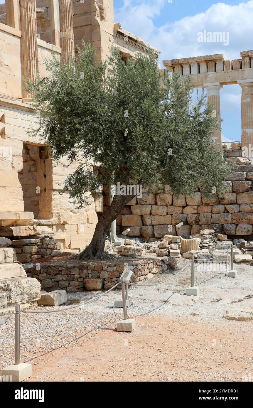The Sacred Olive Tree of Athena, Enclosed in the Sanctuary of Pandrosos ...
