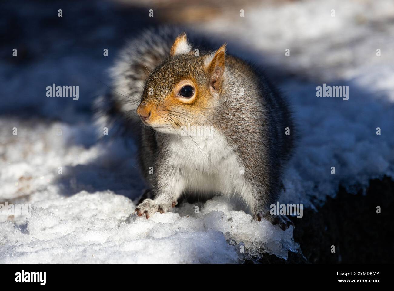Dray where hi-res stock photography and images - Alamy