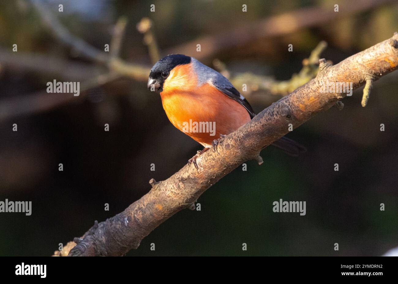 A shy bird of parks and gardens the presence of Bullfinch is only ...