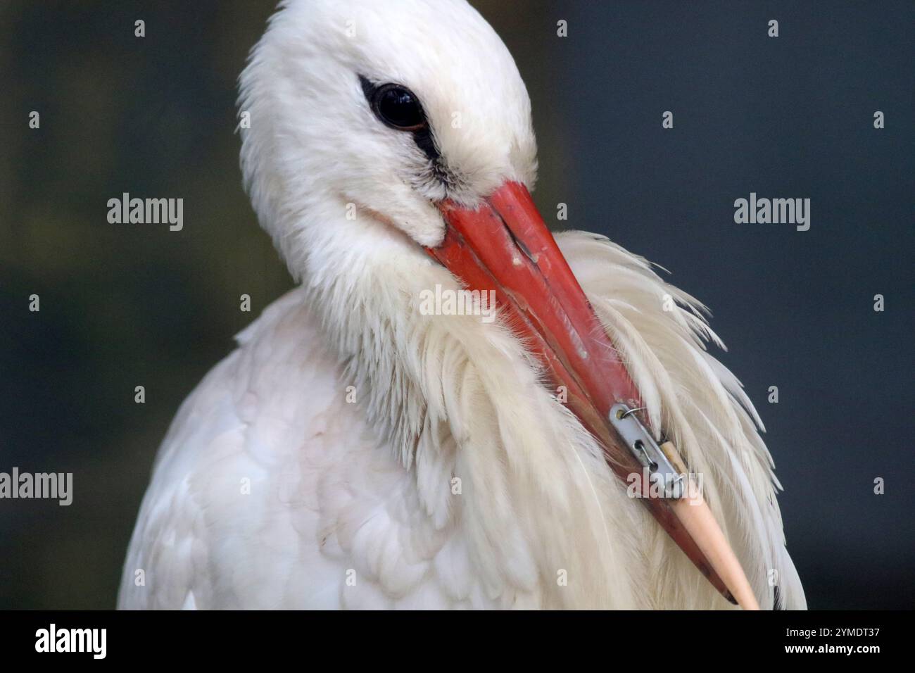 A white stork at the Sofia Zoo with a 3D-printed beak prosthesis. The ...