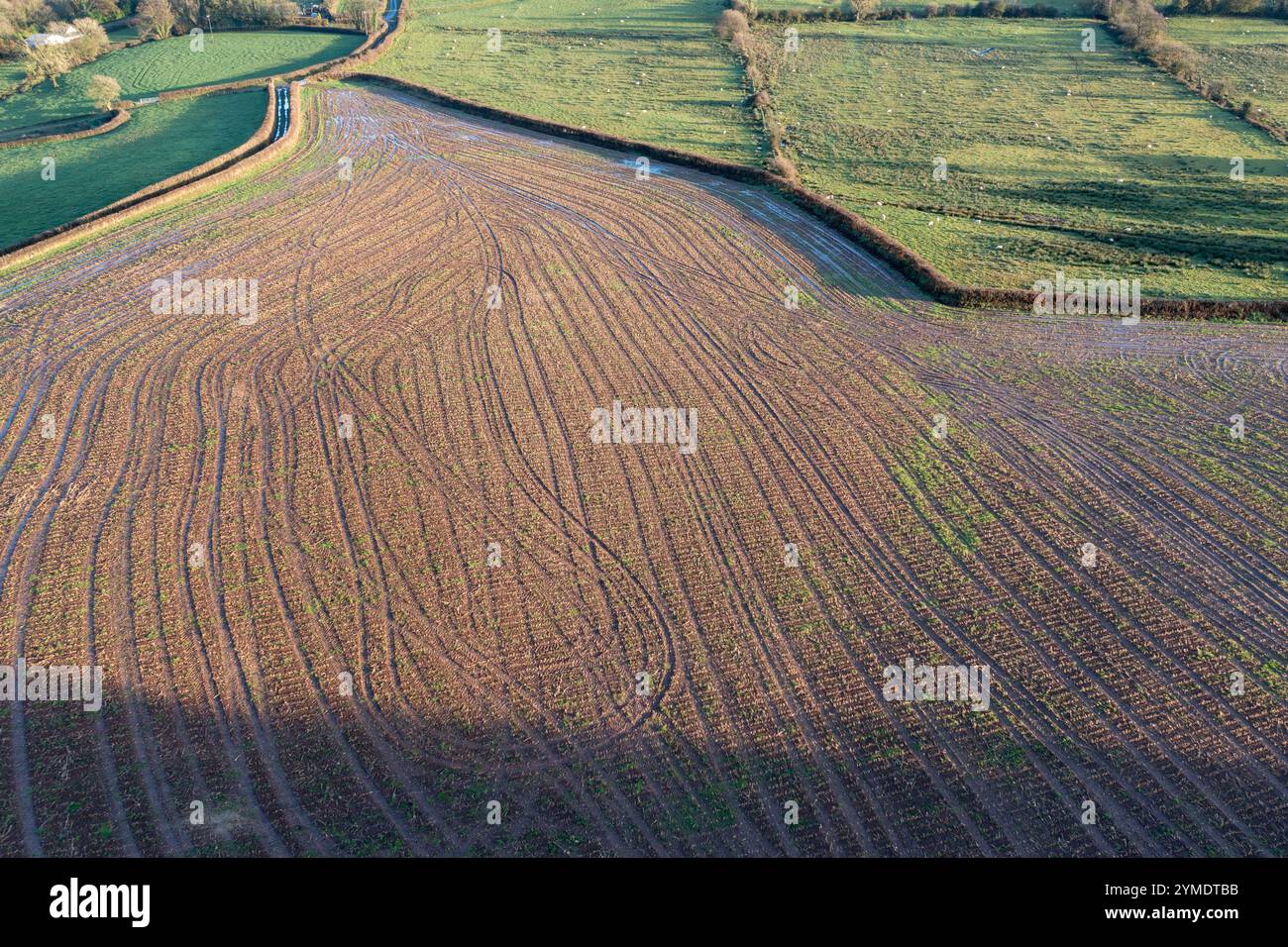 Aerial view of damage to field by machinery harvesting a maize crop ...