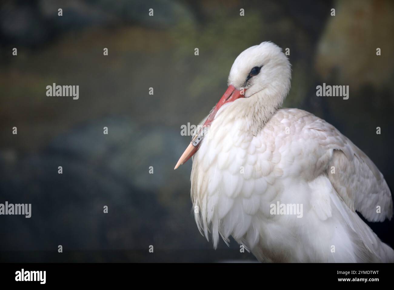 A white stork at the Sofia Zoo with a 3D-printed beak prosthesis. The ...