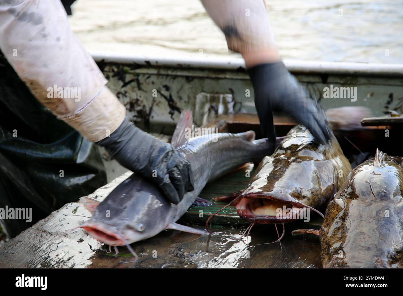 Fresh Caught Catfish in Louisiana Bayou Boat Stock Photo - Alamy