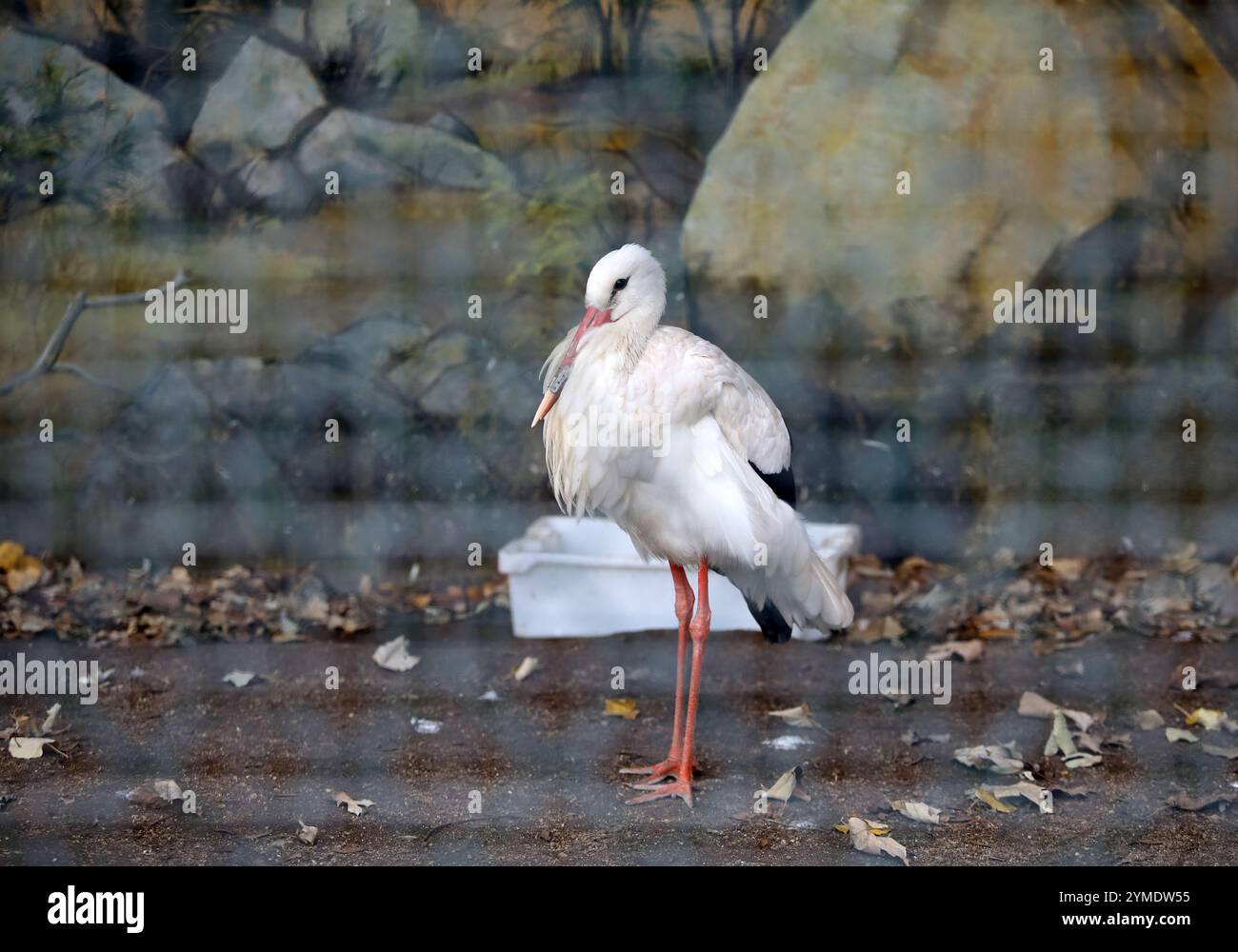 A white stork at the Sofia Zoo with a 3D-printed beak prosthesis. The ...