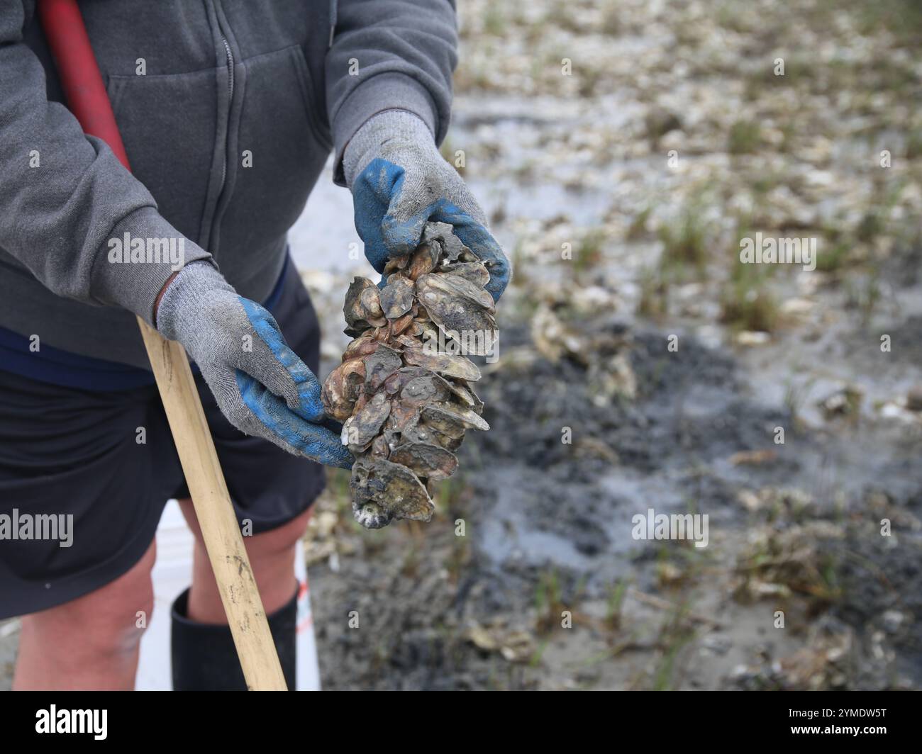 South Carolina Lowcountry Oyster Reef Seafood Shellfish Harvesting ...