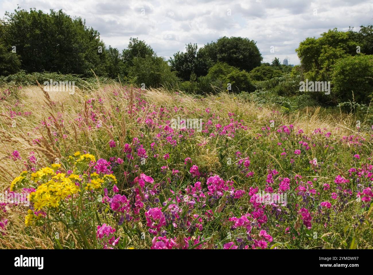 Bully Fen, Nature Reserve and Community Woodland. Hackney Marsh, part ...