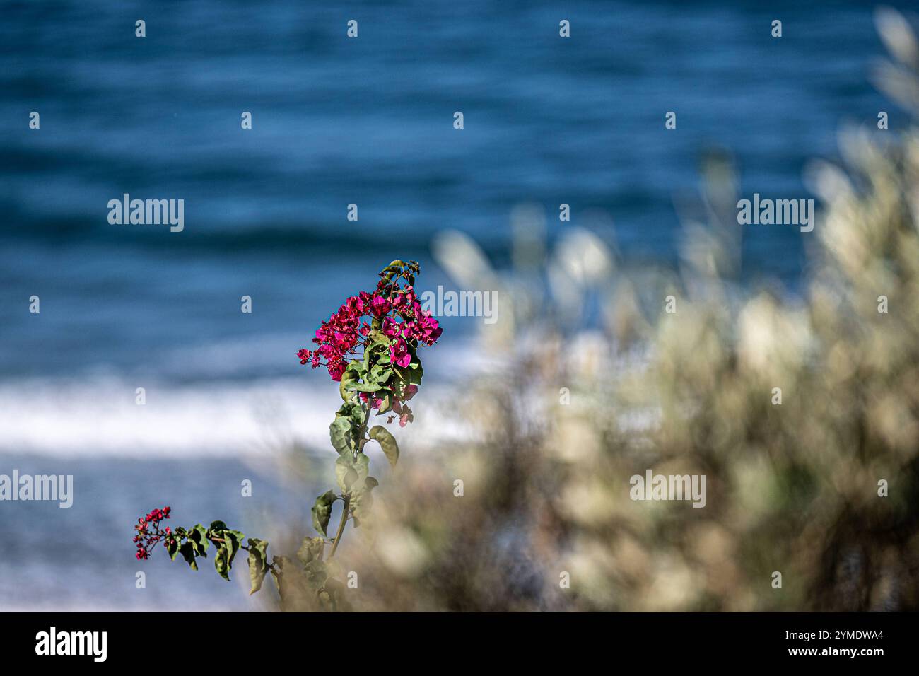 Marokko flower hi-res stock photography and images - Alamy